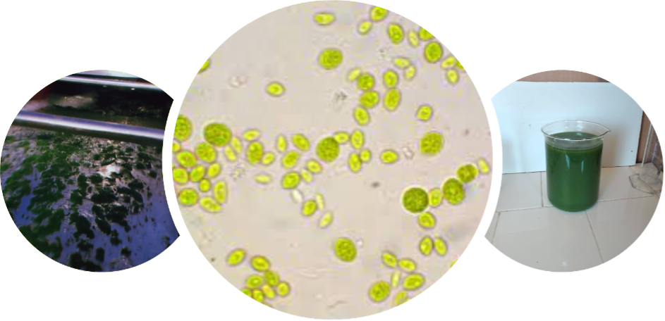 Desarrollo de un bioinsumo a base de microalgas y bacteriófagos para la industria agrícola ...